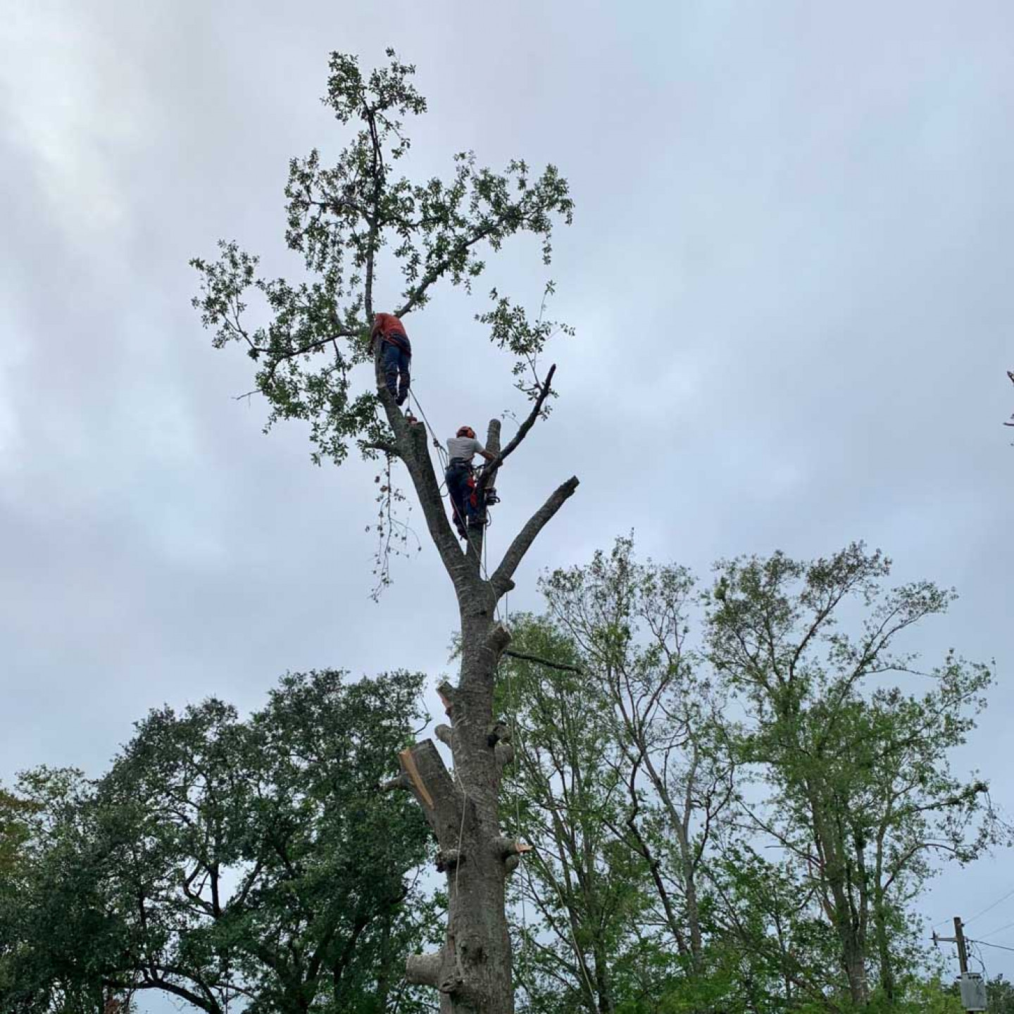 Tree and Live Oak Trimming Services | Sulphur, Moss Bluff & Lake ...